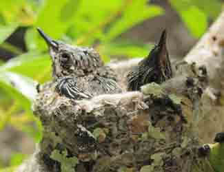 Hummingbird Facts And Information