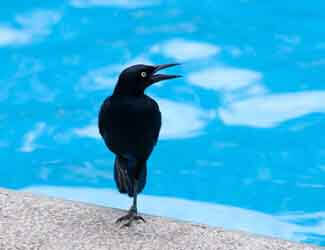 How To Scare Away Birds From Your House Or Garden