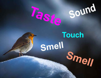 Bird Senses and How They Use Them