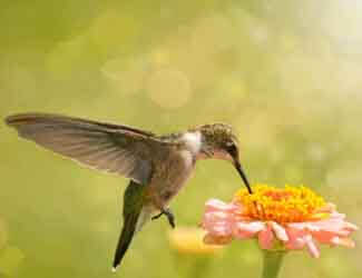 Hummingbird Facts And Information