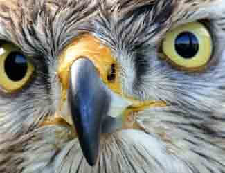 Bird Senses and How They Use Them