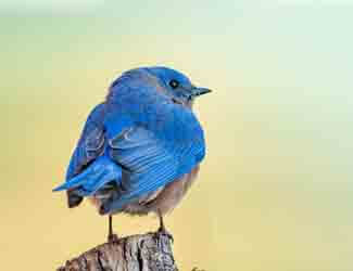 Bird Senses and How They Use Them