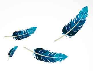 Bird Anatomy Facts: From Beak To Feathers To Toes