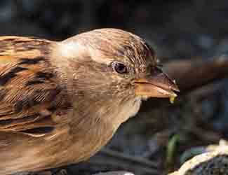 Bird Senses and How They Use Them