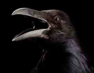 Bird Anatomy Facts: From Beak To Feathers To Toes