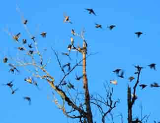 Bird Senses and How They Use Them