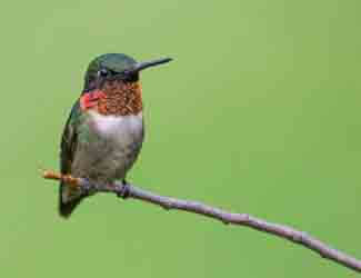 Hummingbird Facts And Information