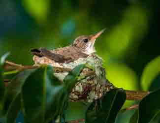 Hummingbird Facts And Information