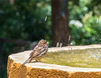 Sparrow Facts and Information for Bird Lovers