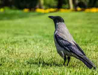 Crow Facts And Information