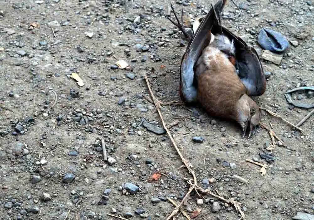 How Do Birds Die? And What Are The Causes? How Do Birds Die? And What Are The Causes?