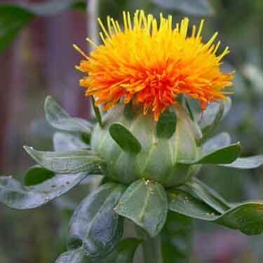 How To Attract Colorful Birds To My Yard: 10 Helpful Tips