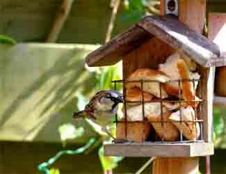 Sparrow Facts and Information for Bird Lovers