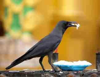 Crow Facts And Information